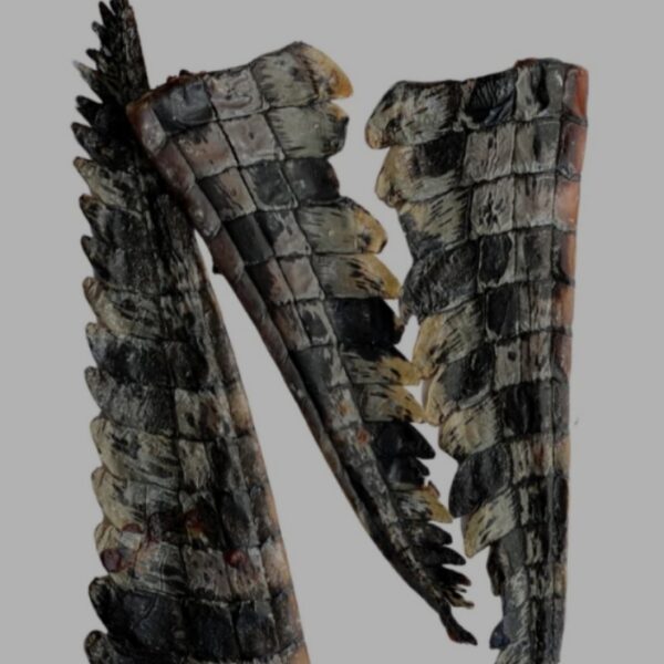 Croc TAIL | Raw Fur Sure Pet Supplies